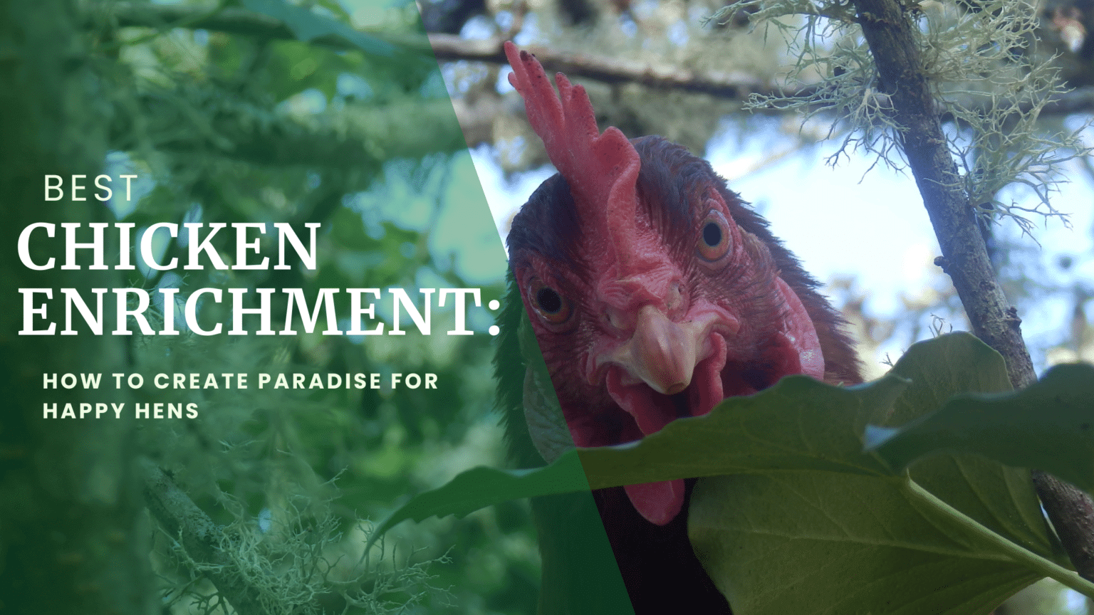Chicken Enrichment Ideas - ECOnourish