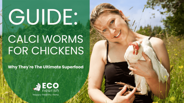 Guide to Calci Worms for Chickens: Why They’re the Ultimate Superfood ...