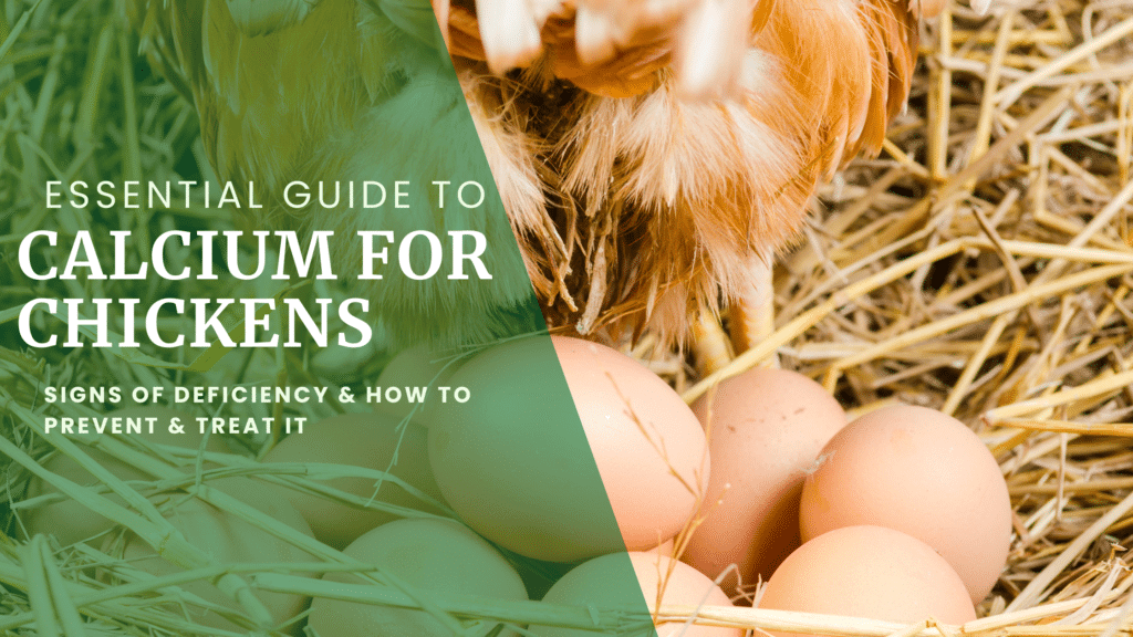 Calcium for Chickens: Deficiency Signs & How to Prevent & Treat It ...