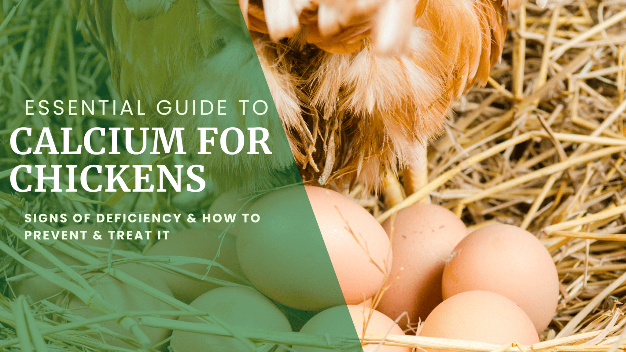Calcium for Chickens: Deficiency Signs & How to Prevent & Treat It ...