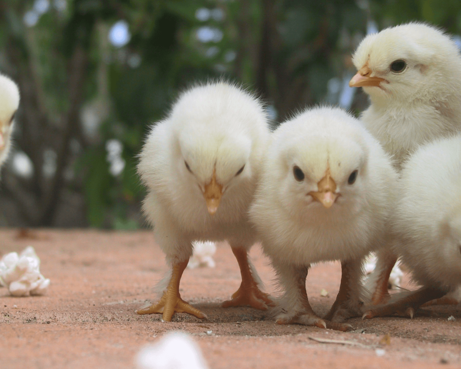 Complete Guide to Pecking Order: Understanding Social Issues in Your ...