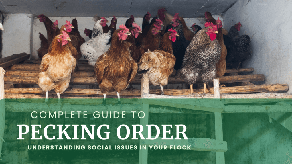 Complete Guide to Pecking Order: Understanding Social Issues in Your ...