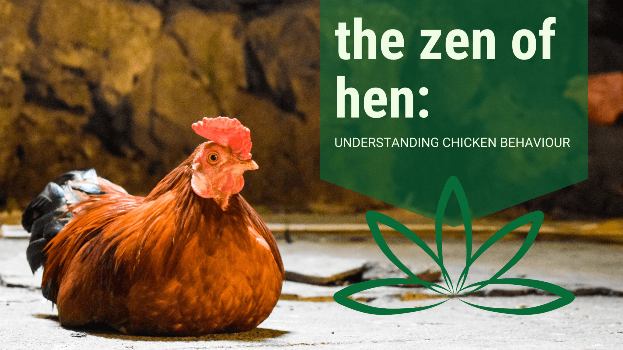The Zen of Hen: Understanding Chicken Behaviour - ECOnourish