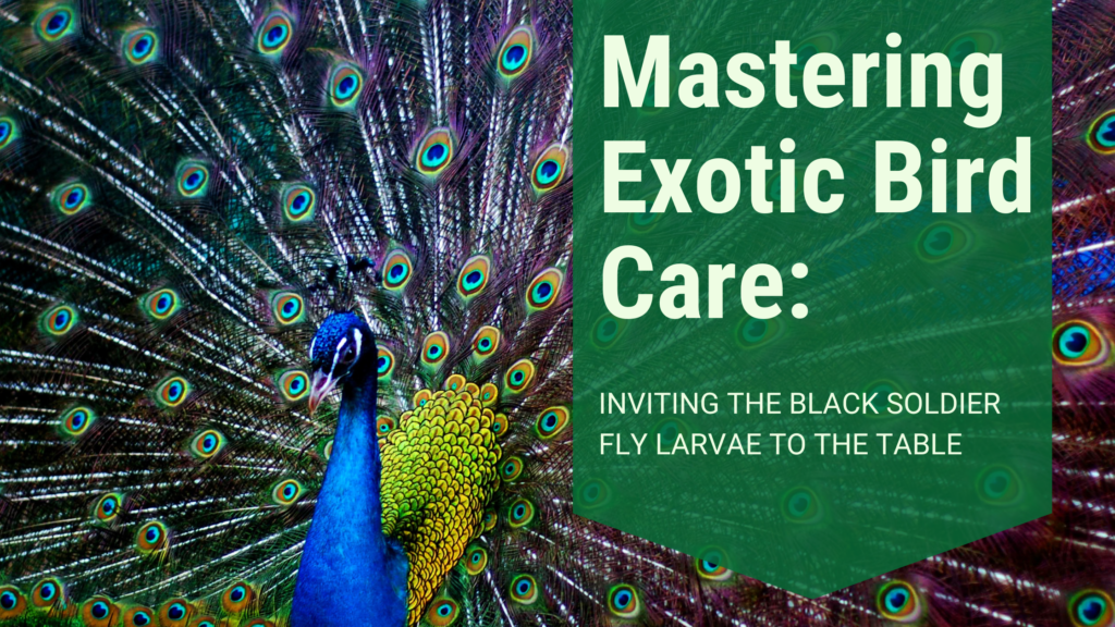 Mastering Exotic Fowl Care: Inviting the Black Soldier Fly Larvae to ...