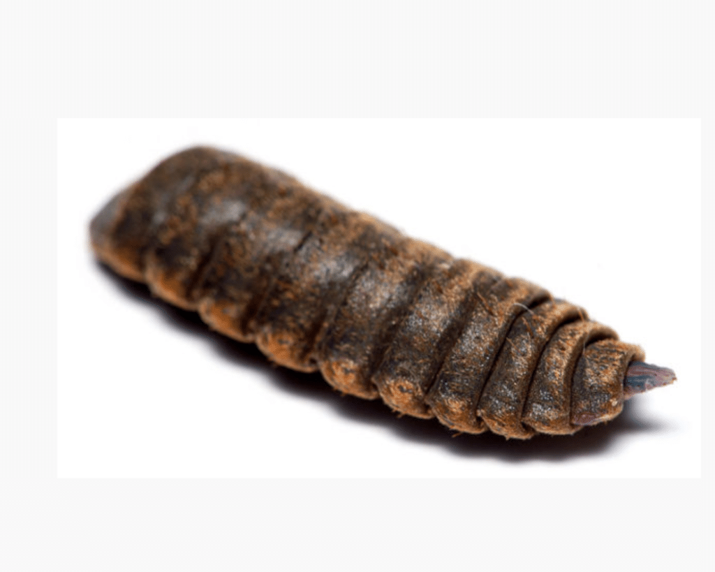 Agroecology: The Pivotal Role of Black Soldier Fly Larvae - ECOnourish