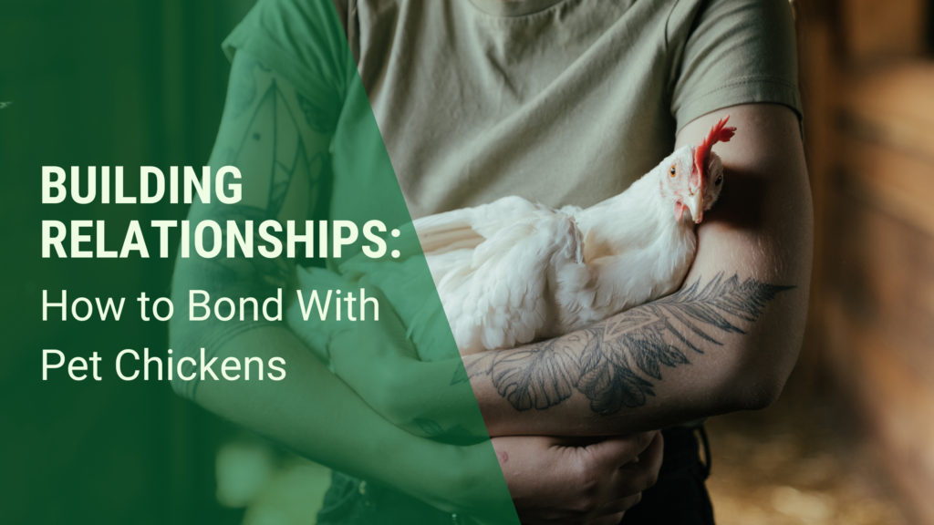 Building Relationships: How To Bond With Pet Chickens - ECOnourish